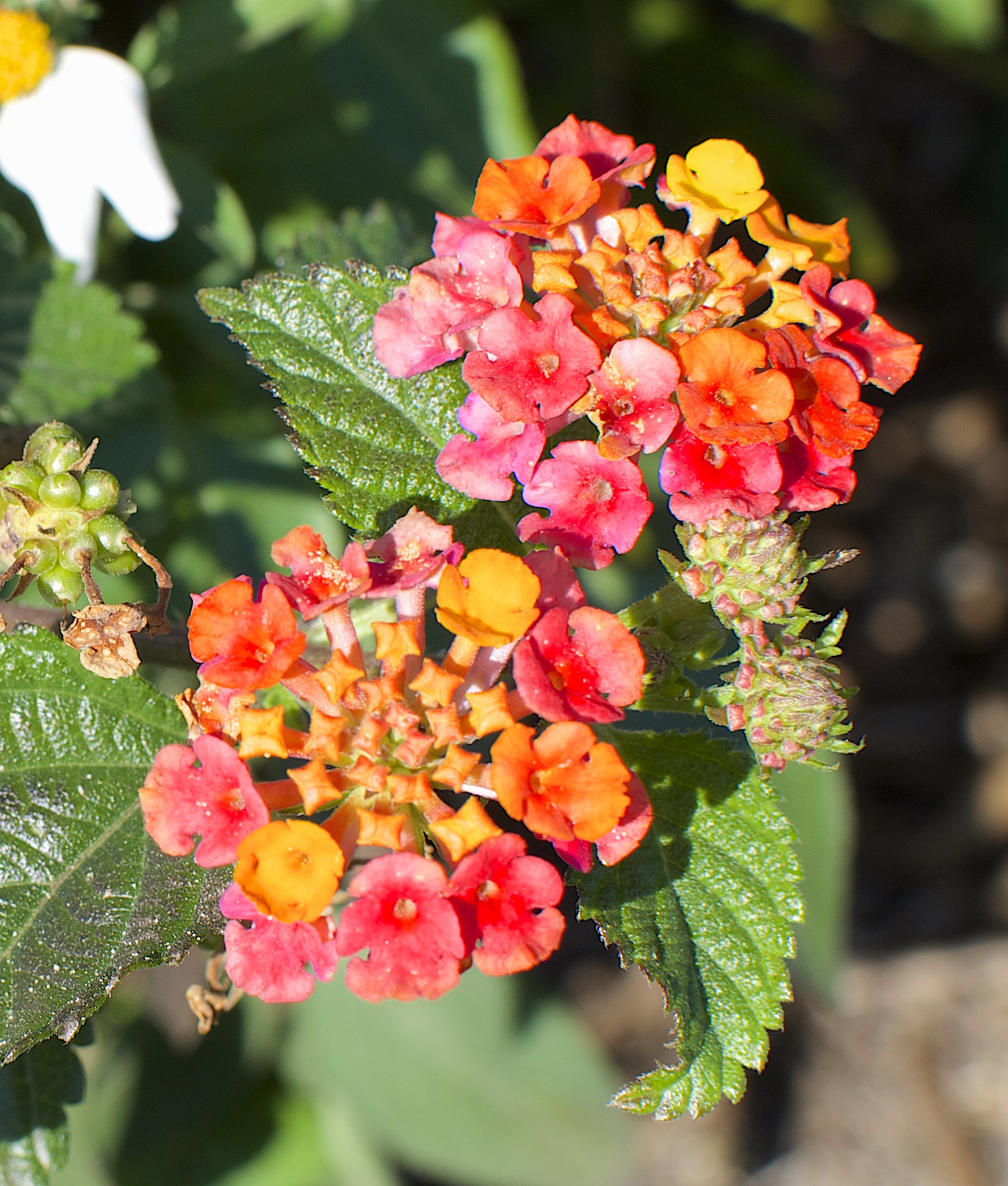 Lantana - Eat The Weeds and other things, too