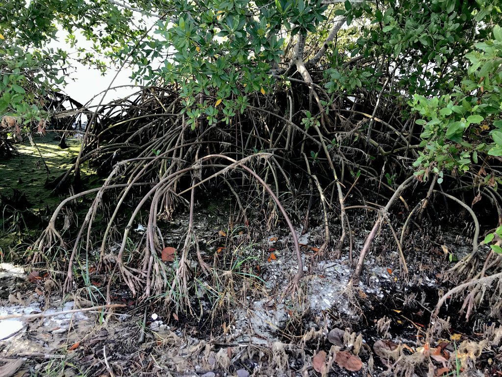 Mangrove Mystery - Eat The Weeds and other things, too