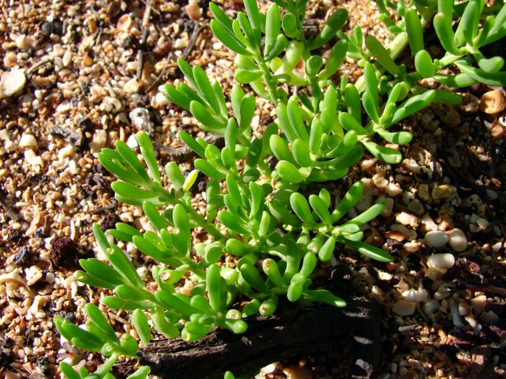 Saltwort, Turtle Weed and Reef Banana - Eat The Weeds and other things, too