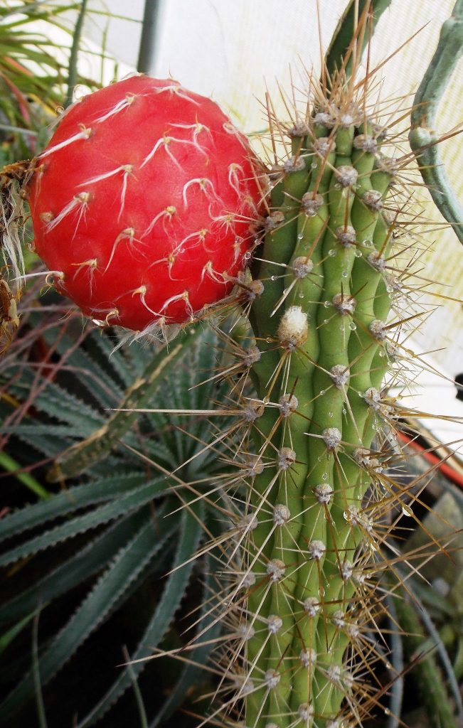 Prickly Apple, Apple Cactus, Fragrant Apple Cactus - Eat The Weeds and ...