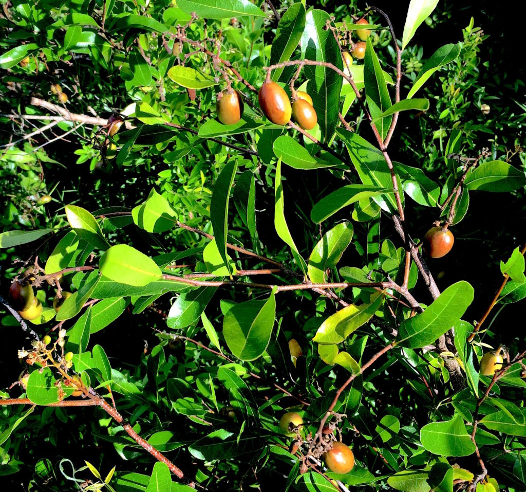 Newsletter 19 July 2016 - Eat The Weeds and other things, too