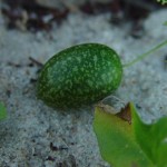 Melothria_pendula_fruit - Eat The Weeds and other things, too