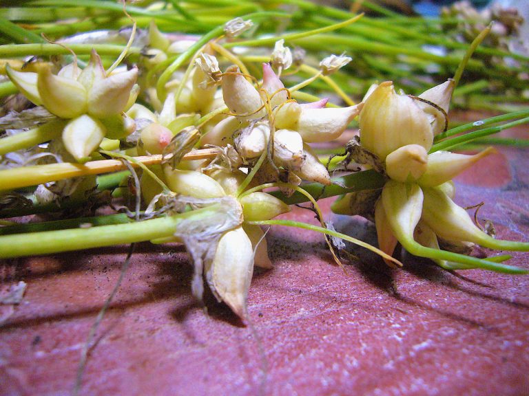 Newsletter 03 April 2018 - Eat The Weeds and other things, too