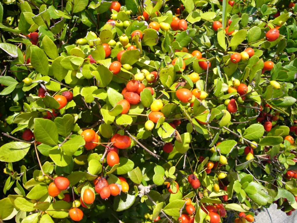 Newsletter #645, 2 Oct 2025 - Eat The Weeds and other things, too