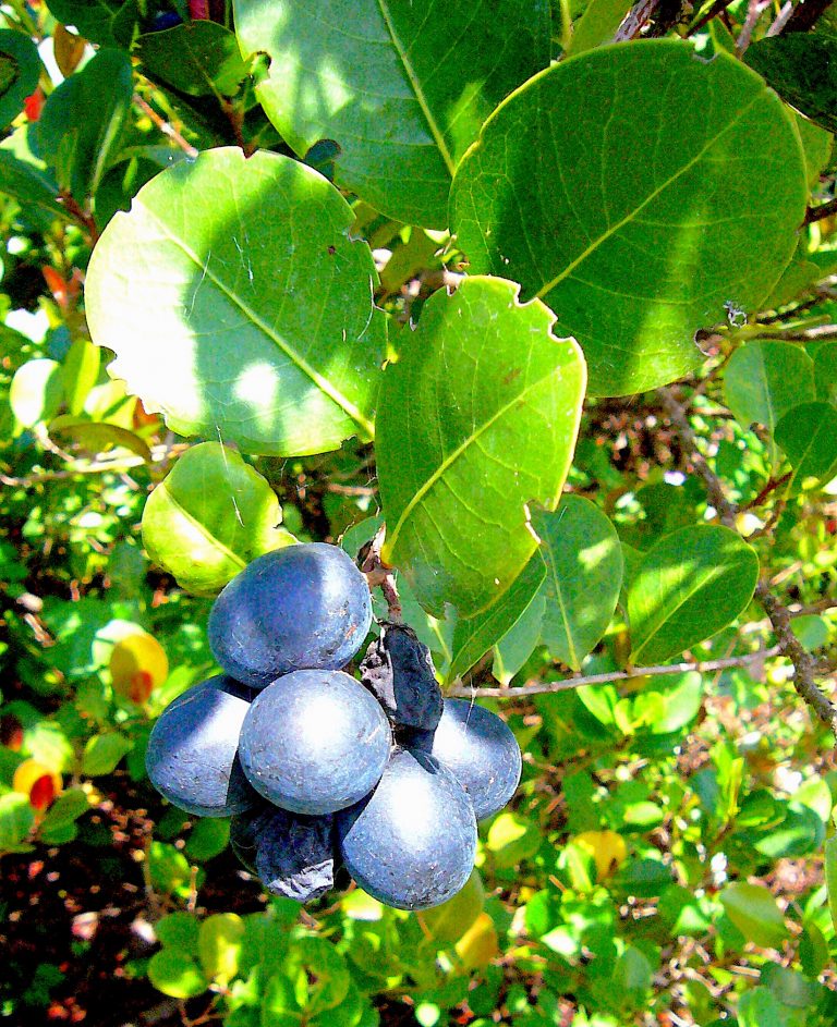 Newsletter 11 September 2018 - Eat The Weeds and other things, too