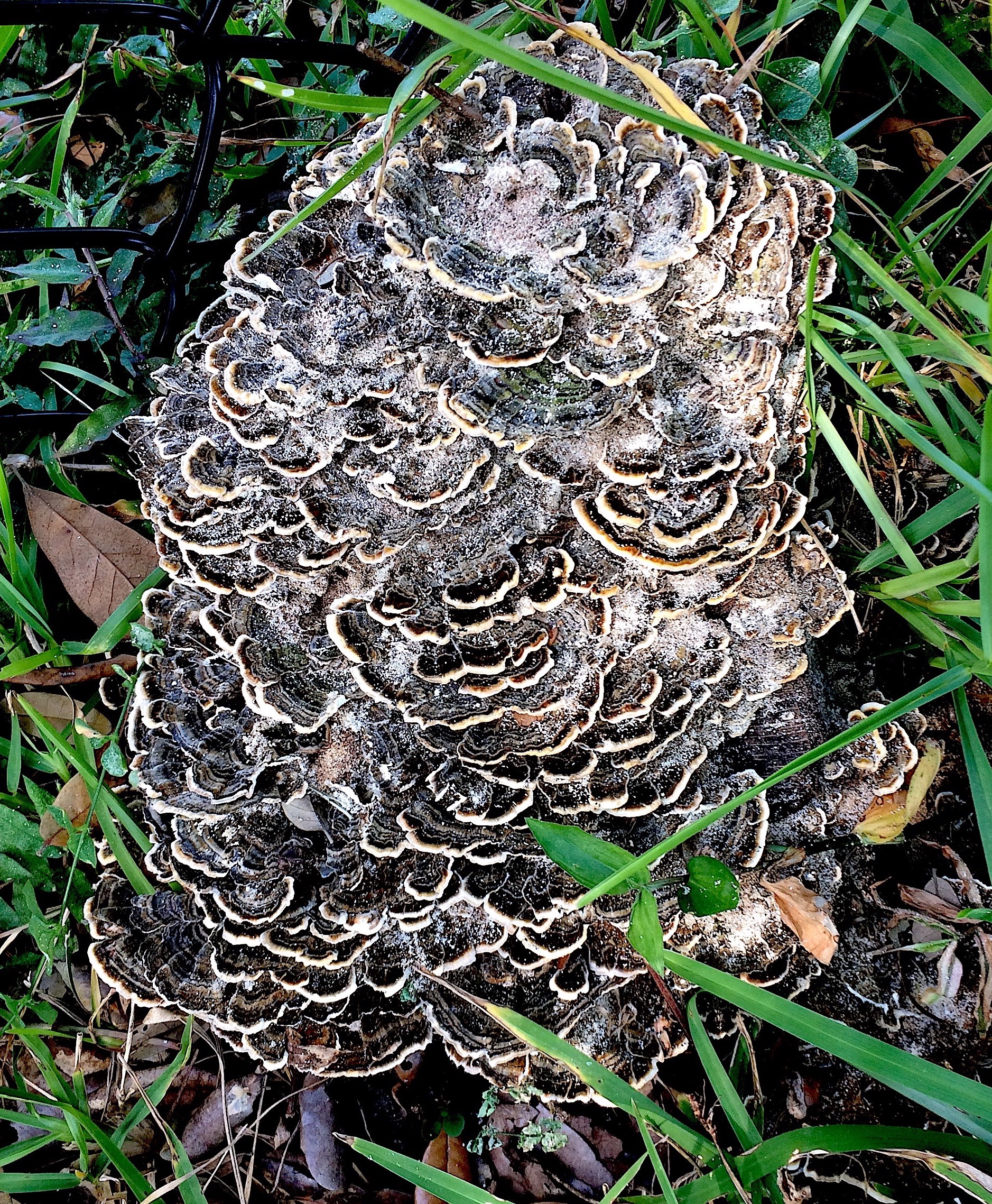 Newsletter 09 October 2018 - Eat The Weeds and other things, too