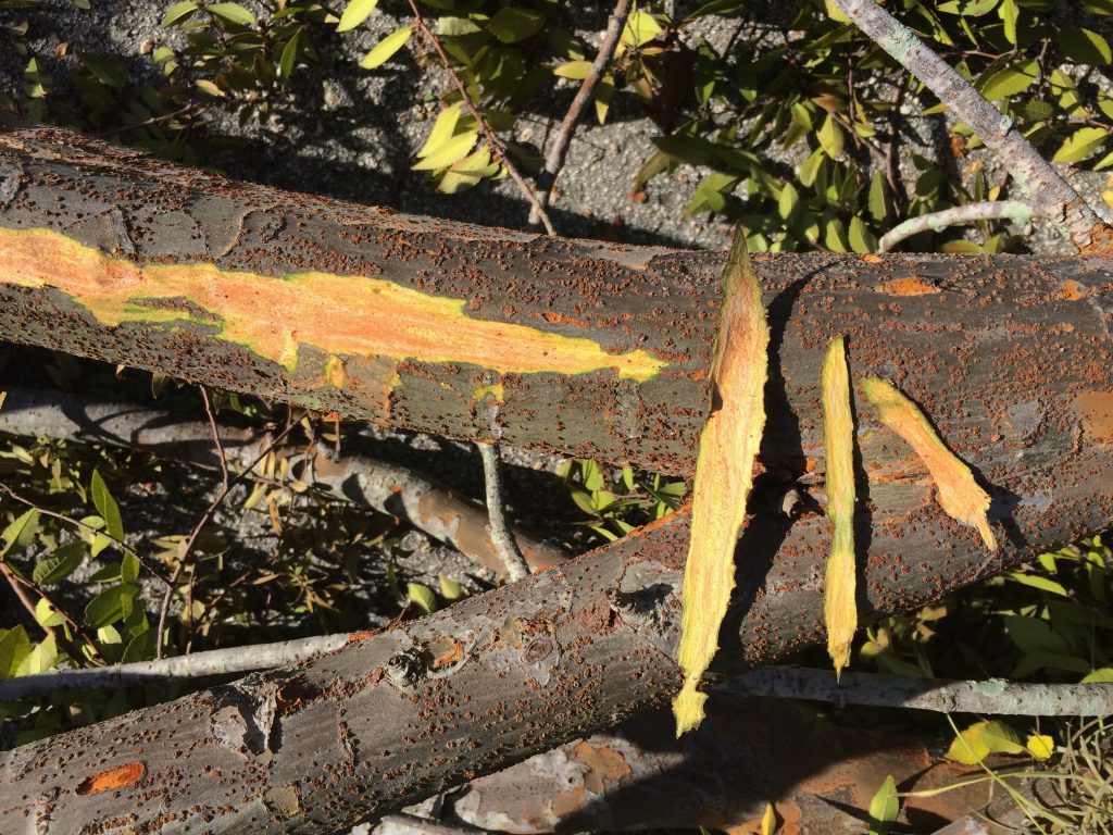 Newsletter 29 October 2019 - Eat The Weeds and other things, too
