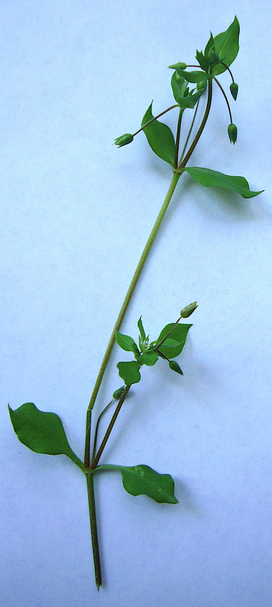 Chickweed Chic - Eat The Weeds and other things, too