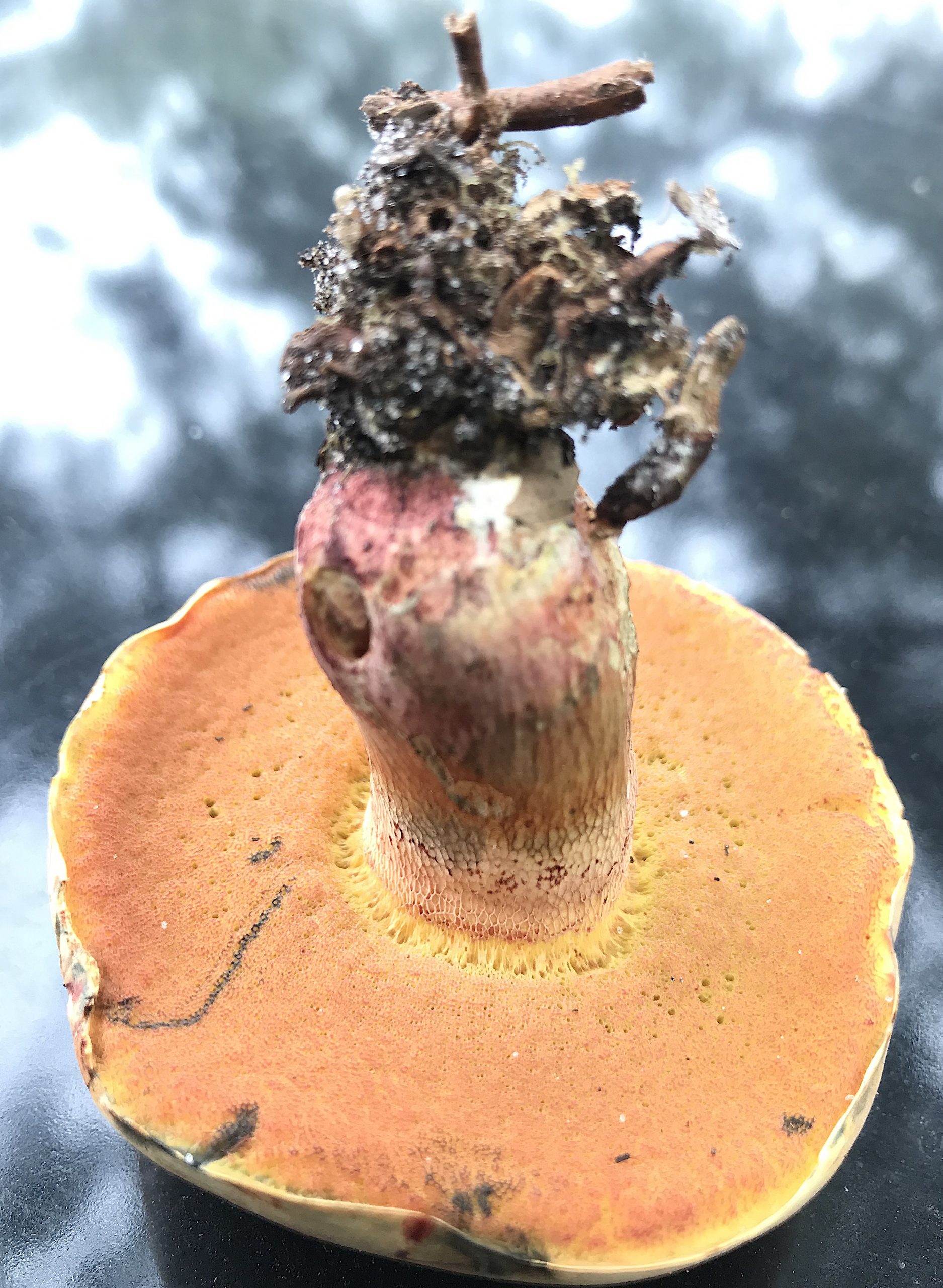 Newsletter 12 May 2020 - Eat The Weeds and other things, too