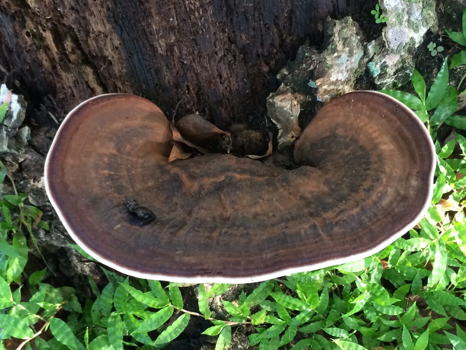 Newsletter #425 September 29th 2020 - Eat The Weeds and other things, too