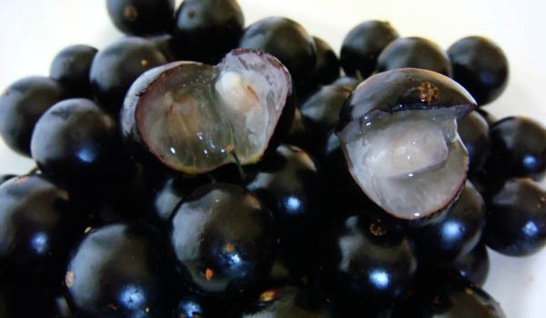 Jabuticaba - Eat The Weeds and other things, too