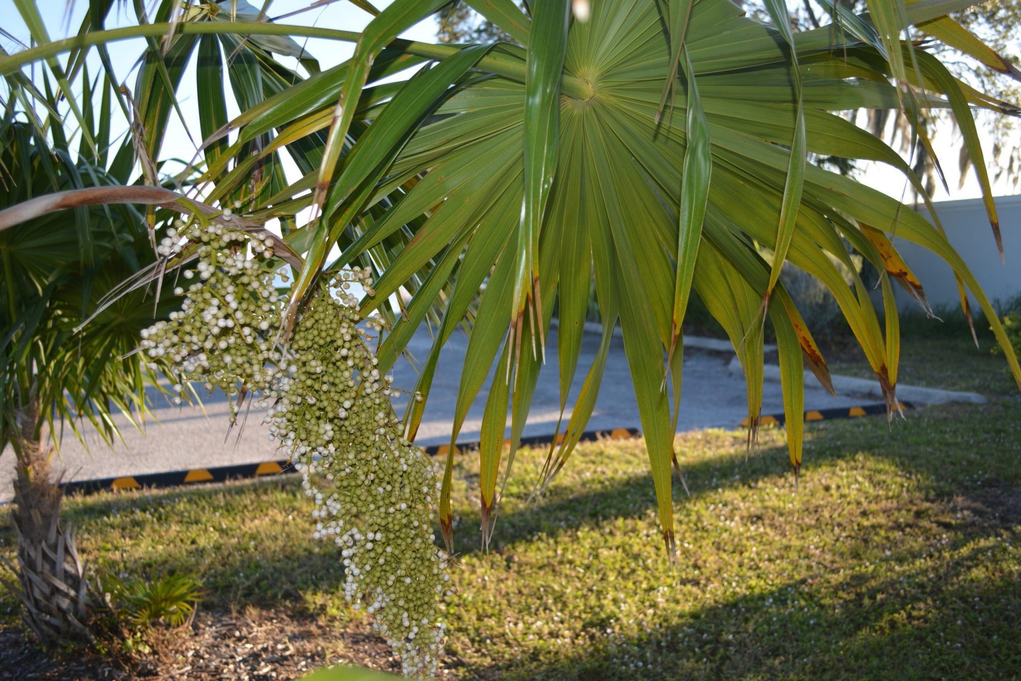 Florida Thatch Palm - Eat The Weeds and other things, too