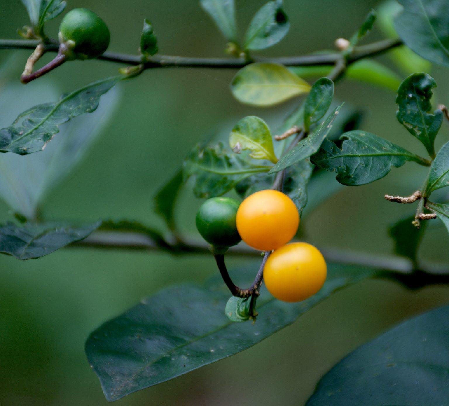 tropical soda apple Archives - Eat The Weeds and other things, too