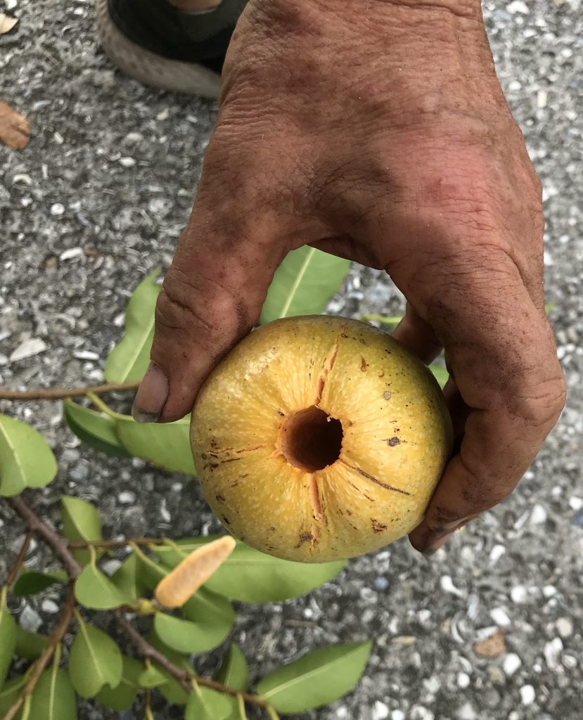 Newsletter #479, October 26th 2021 - Eat The Weeds and other things, too