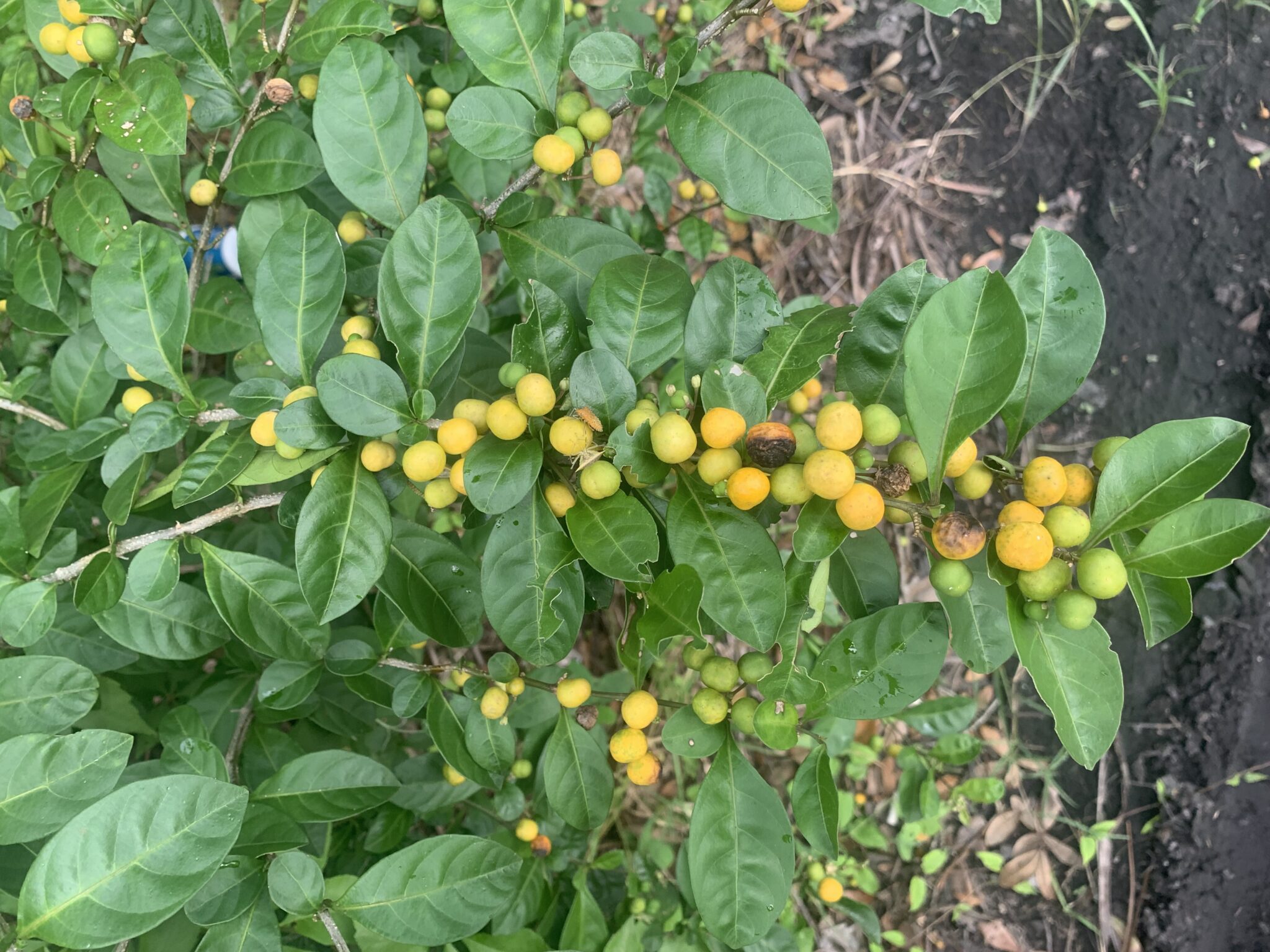 Newsletter #609, Aug 28, 2024 - Eat The Weeds and other things, too