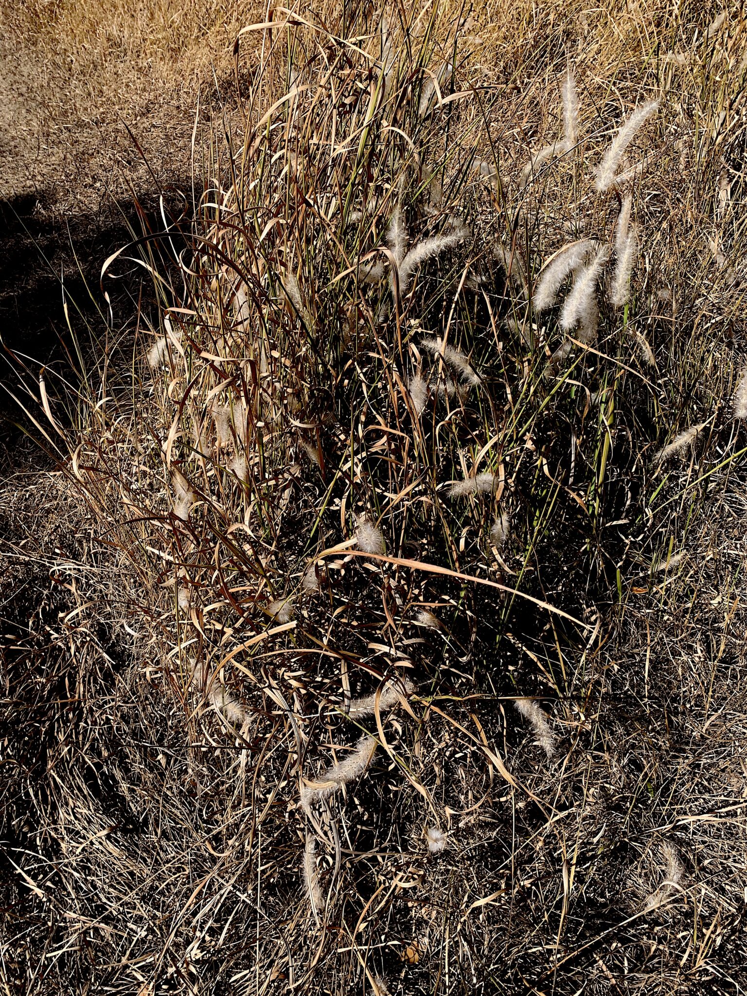 Cogongrass Morass - Eat The Weeds and other things, too